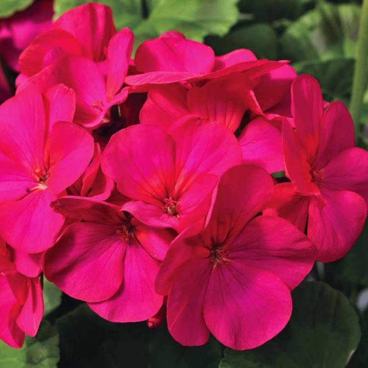 Seminte de Muscate Zonale Pelargonium Multibloom F1 Violet