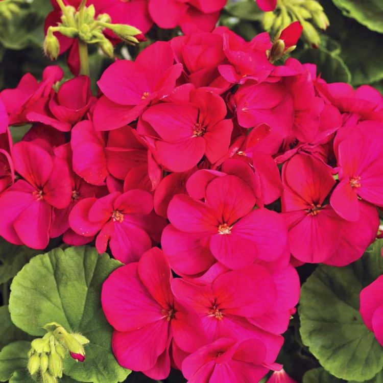 Seminte de Muscate Zonale Pelargonium Multibloom F1 Violet