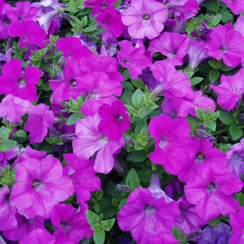 Seminte de Petunie Curgatoare Hibrida Petunia Wave F1 Lavender