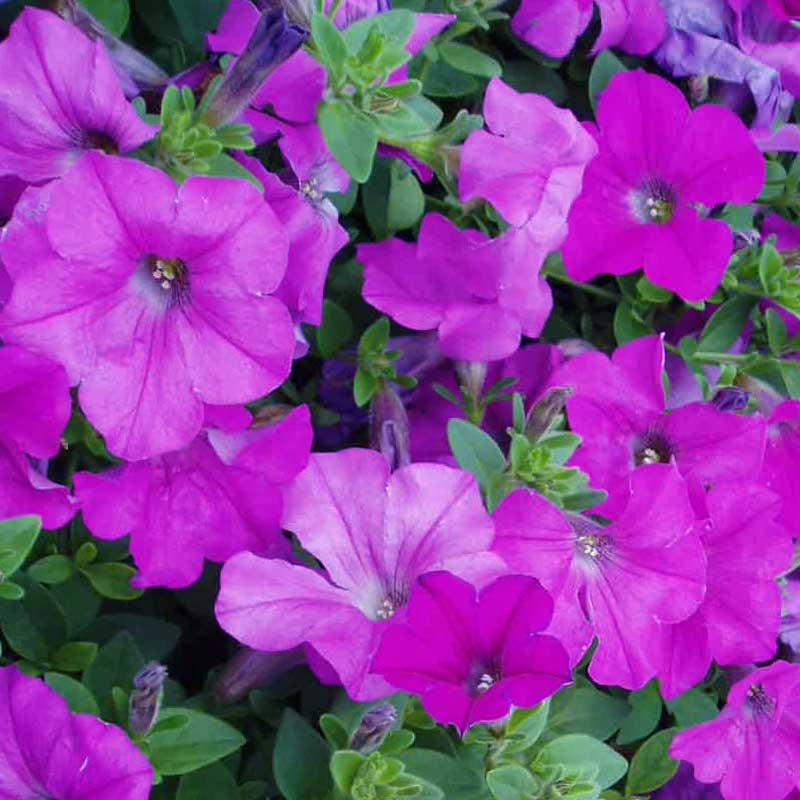 Seminte de Petunie Curgatoare Hibrida Petunia Wave F1 Lavender