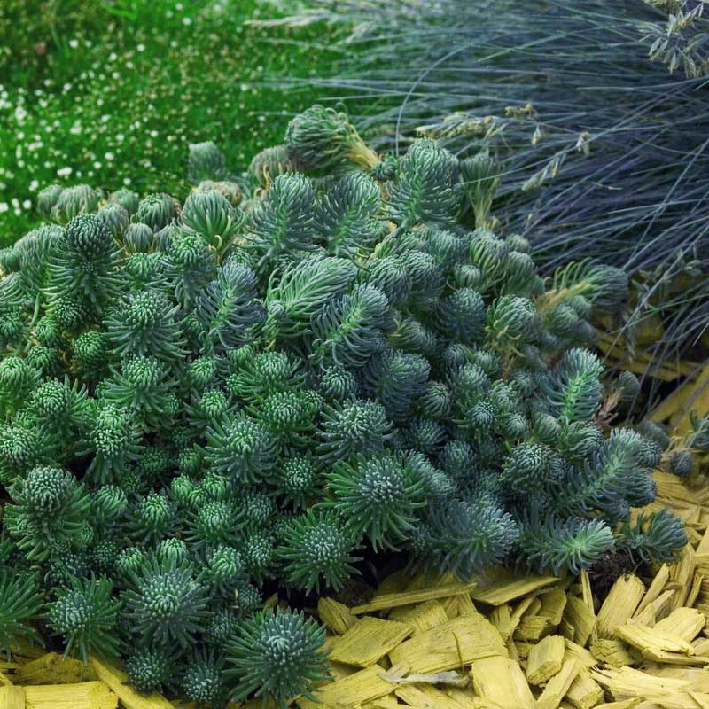 Seminte de Floare Grasa Sedum Fosterianum Oracle