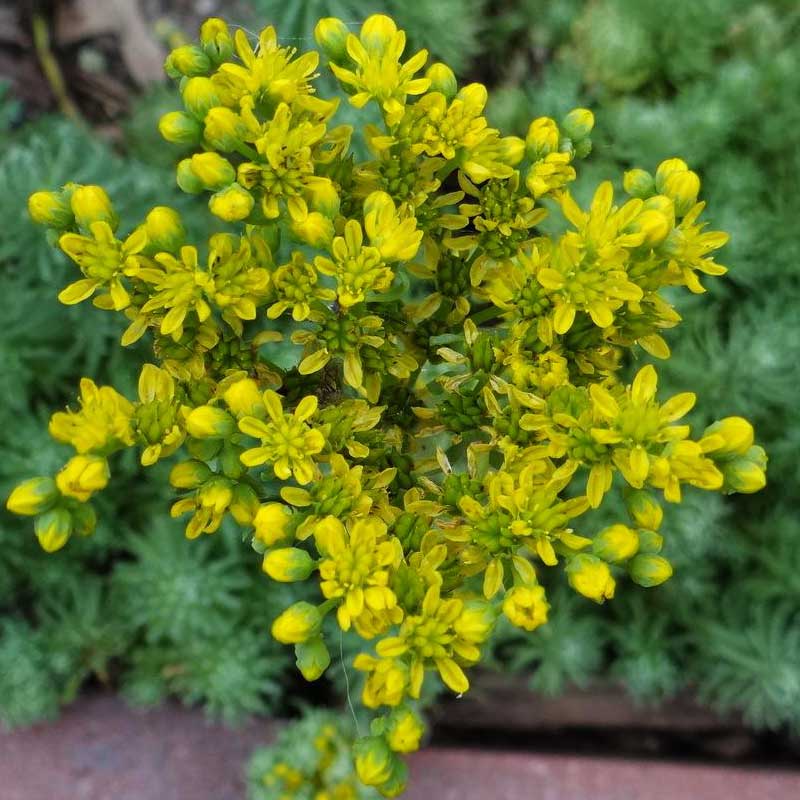 Seminte de Floare Grasa Sedum Fosterianum Oracle