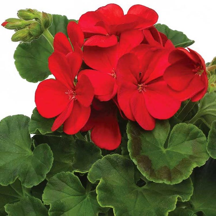 Seminte de Muscate Hibride Pelargonium Multibloom F1 Red