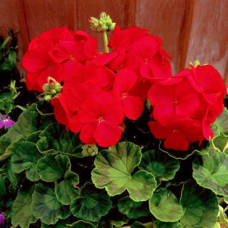 Seminte de Muscate Hibride Pelargonium Multibloom F1 Red