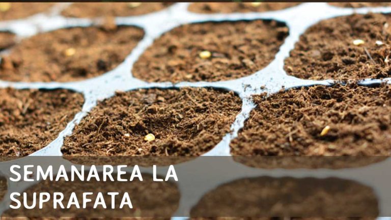 Semanarea la suprafata si nevoia de lumina pentru germinare