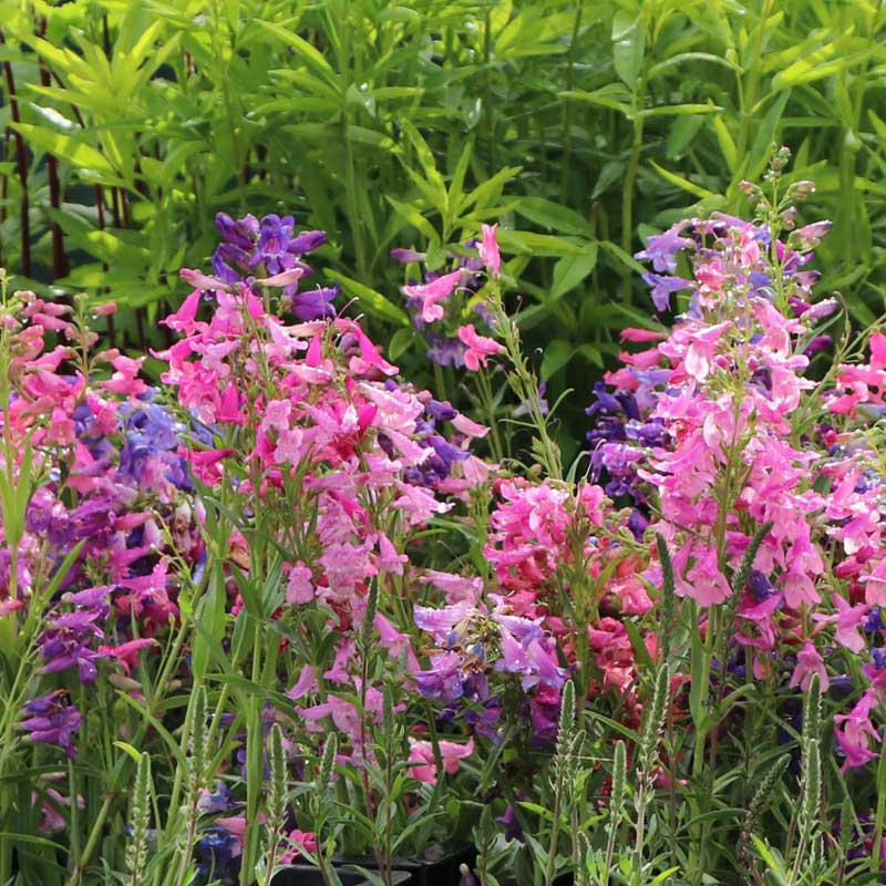 Seminte de Degetar Penstemon Barbatus Praecox Compact Mixed