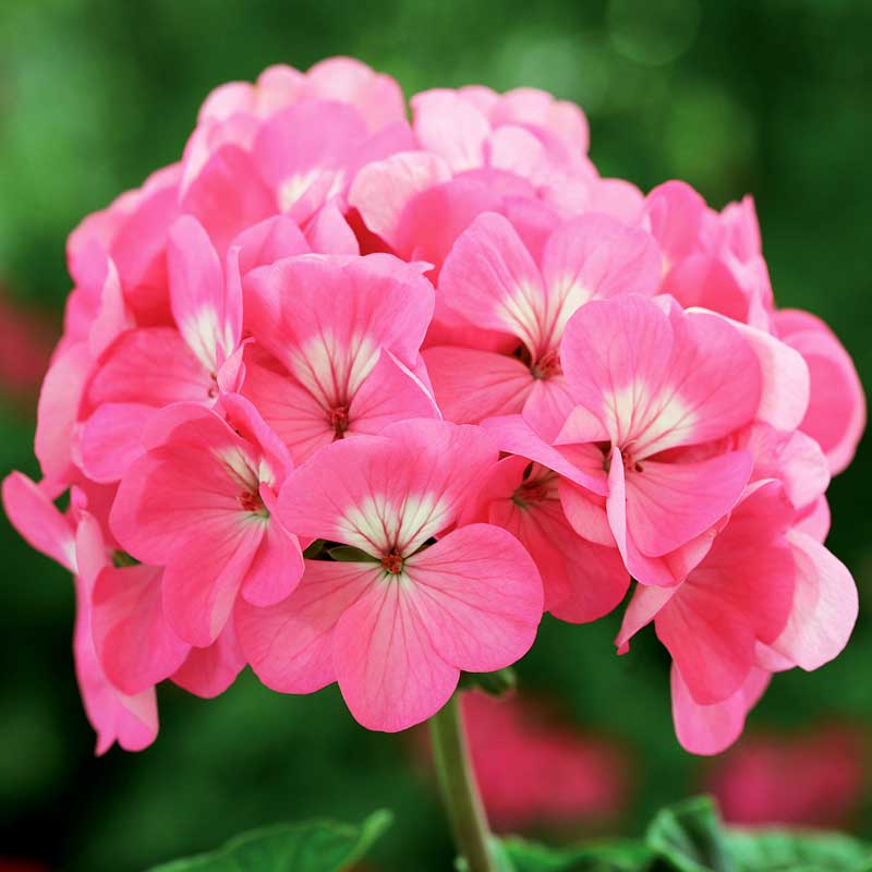 Seminte de Muscate Pelargonium Hortorum Horizon F1 Rose