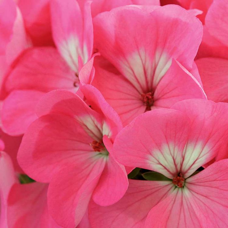 Seminte de Muscate Pelargonium Hortorum Horizon F1 Rose