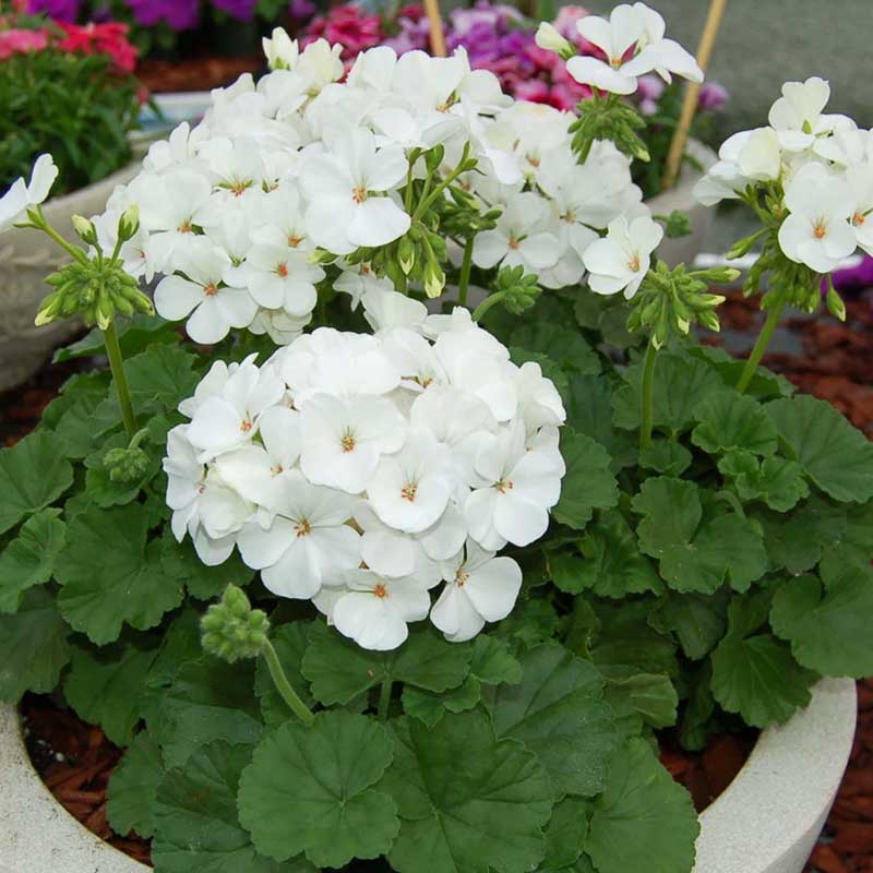Seminte de Muscate Pelargonium Hortorum Maverick F1 White