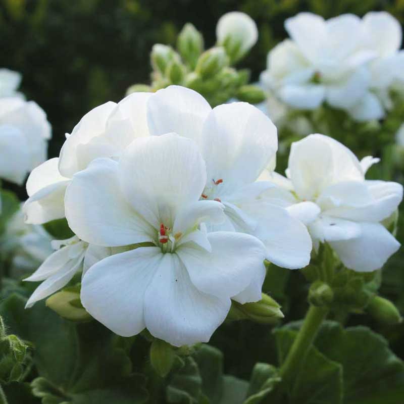 Seminte de Muscate Pelargonium Hortorum Maverick F1 White