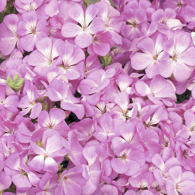 Seminte de Muscate Hibride Pelargonium Multibloom F1 Lavender