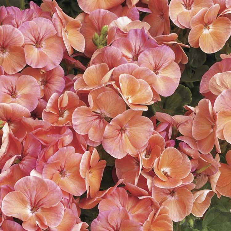 Seminte de Muscate Hibride Pelargonium Multibloom F1 Salmon