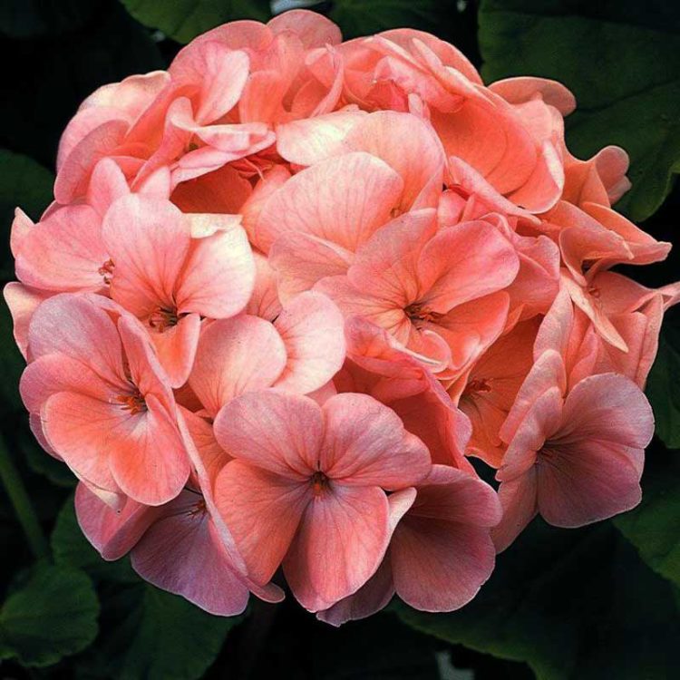 Seminte de Muscate Hibride Pelargonium Multibloom F1 Salmon