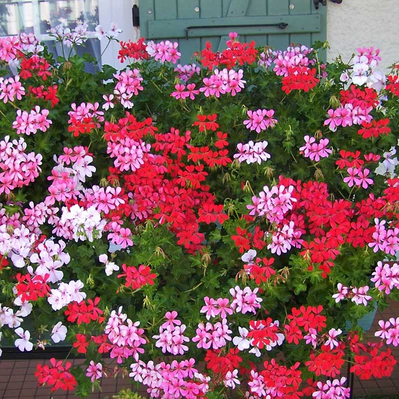 Seminte de Muscate Hibride Pelargonium Peltatum Tornado F1 Mix