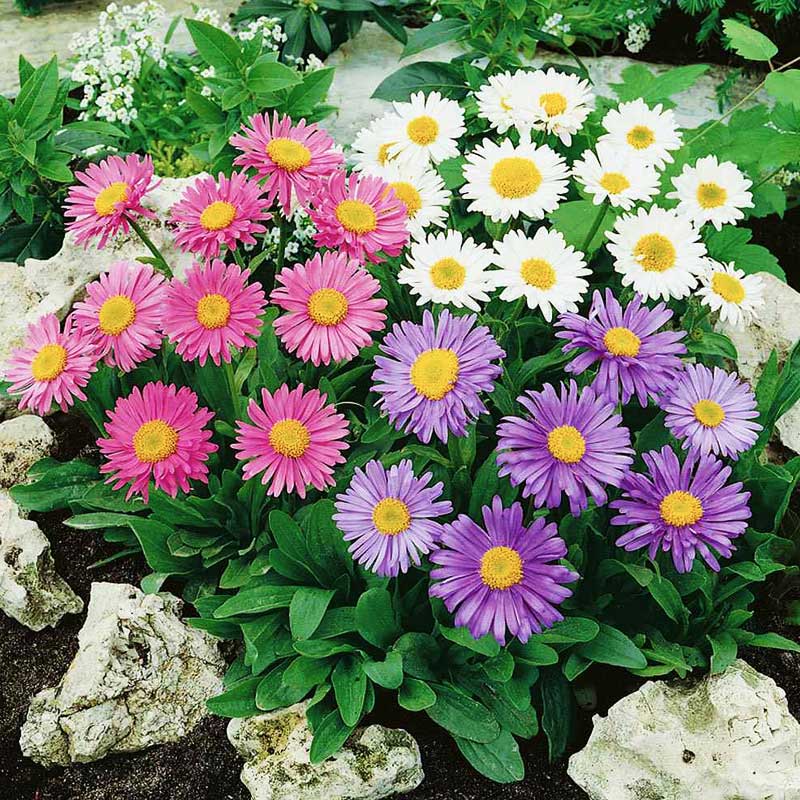 Seminte de Aster Peren Aster Alpinus Trimix - SeminteFlori.com