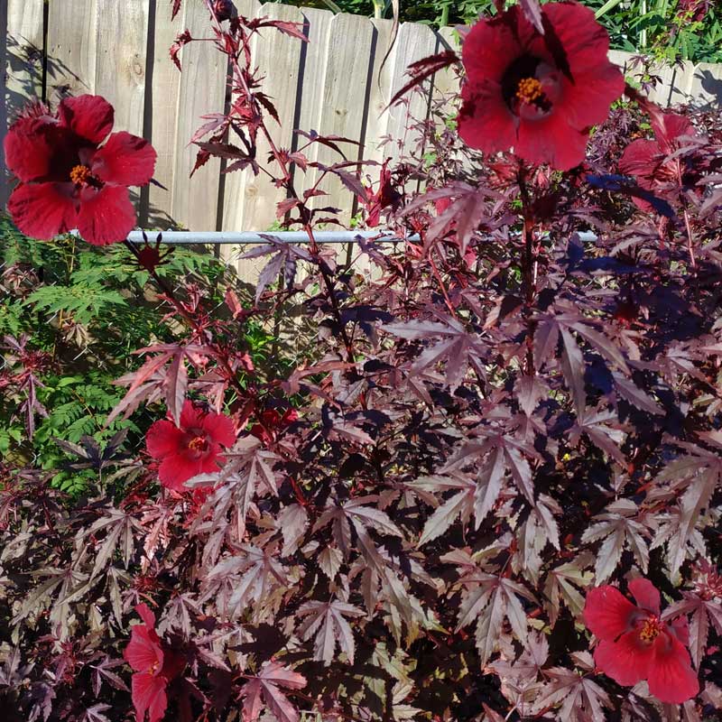 Seminte de Hibiscus Acetosella Mahogany Splendor