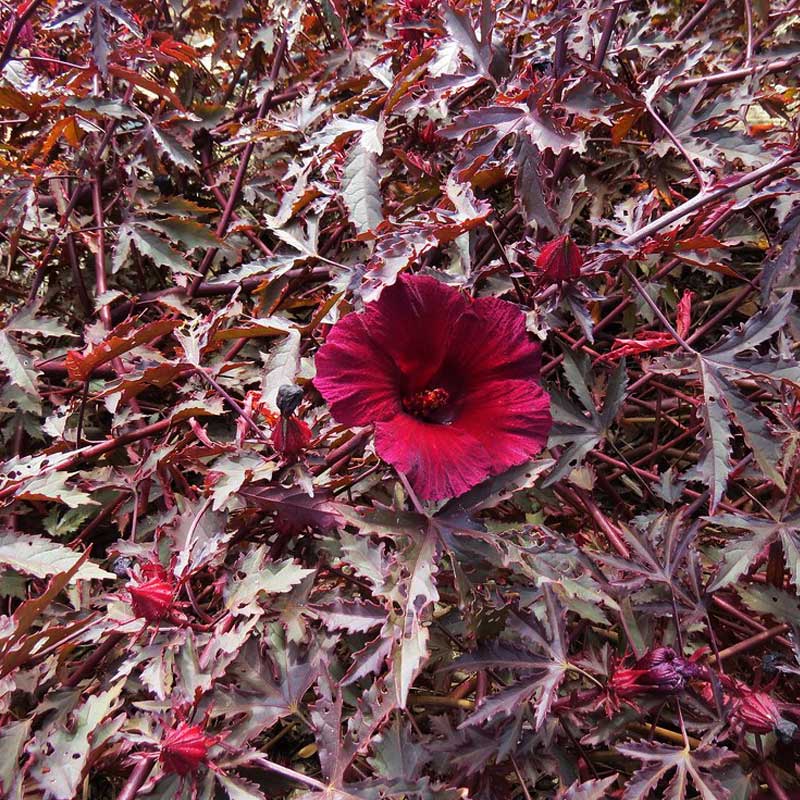 Seminte de Hibiscus Acetosella Mahogany Splendor