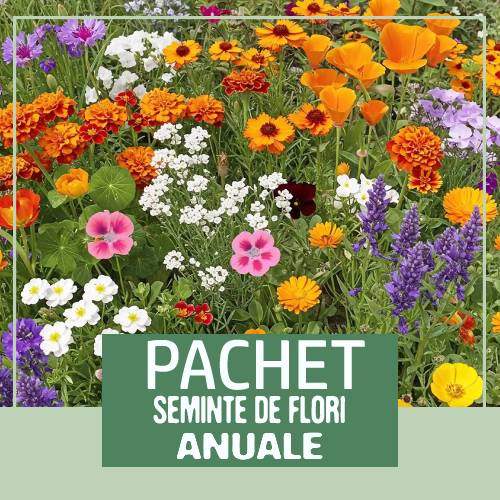 Magazin - Seminte de Flori Profesionale