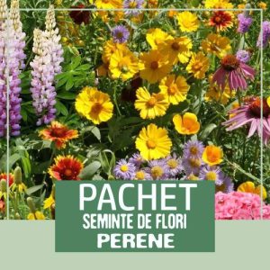 Pachet seminte flori perene - Seminte de Flori Profesionale