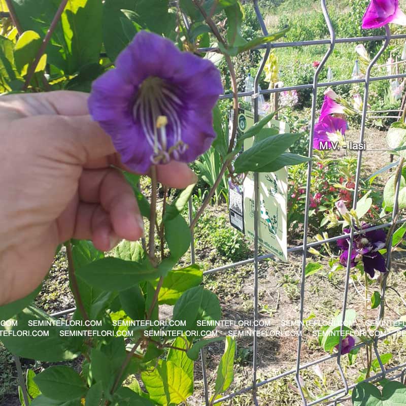 Seminte de Cobea Cobaea Scandens Violet Cup and Saucer Vine
