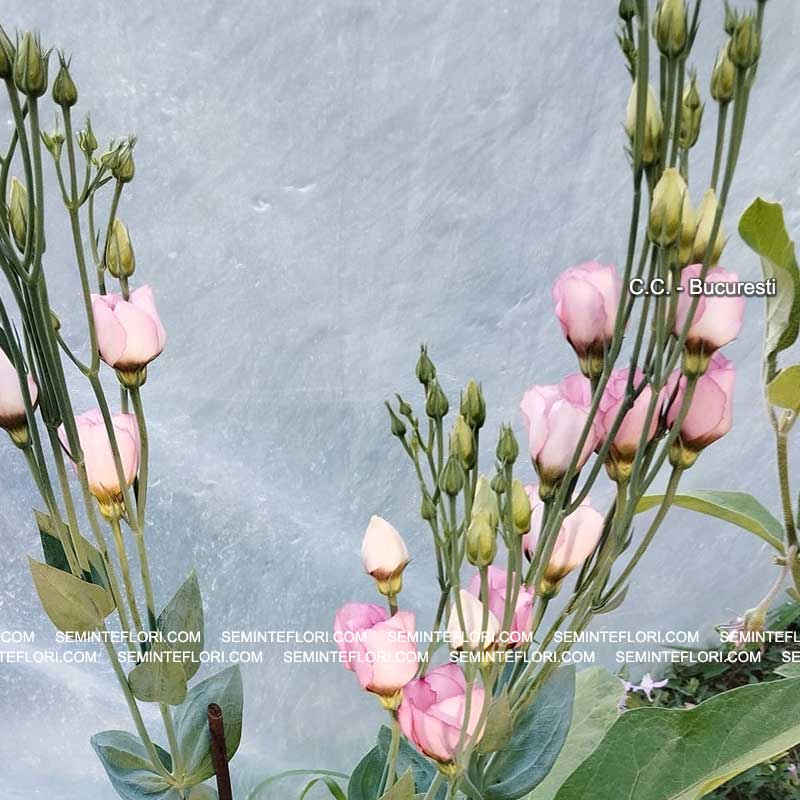 Seminte de Eustoma Lisianthus Mini Pink - SeminteFlori.com