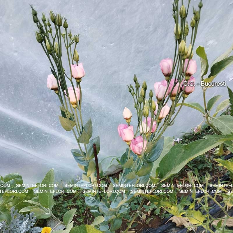 Seminte de Eustoma Lisianthus Mini Pink - SeminteFlori.com